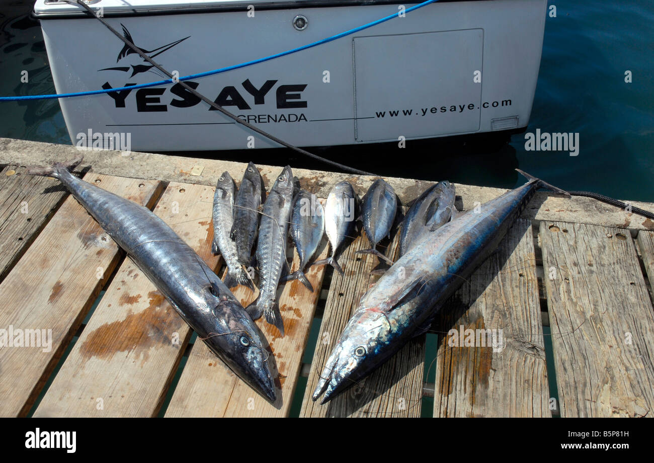 Display of fishing catch with Wahoo Black Finned Tuna and Barracuda ...