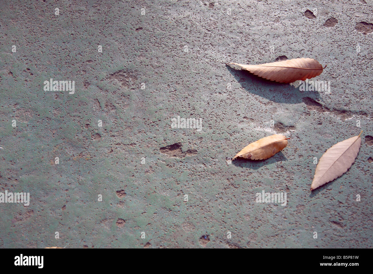Leaves on a concrete floor in fall (autumn) South Korea Stock Photo - Alamy
