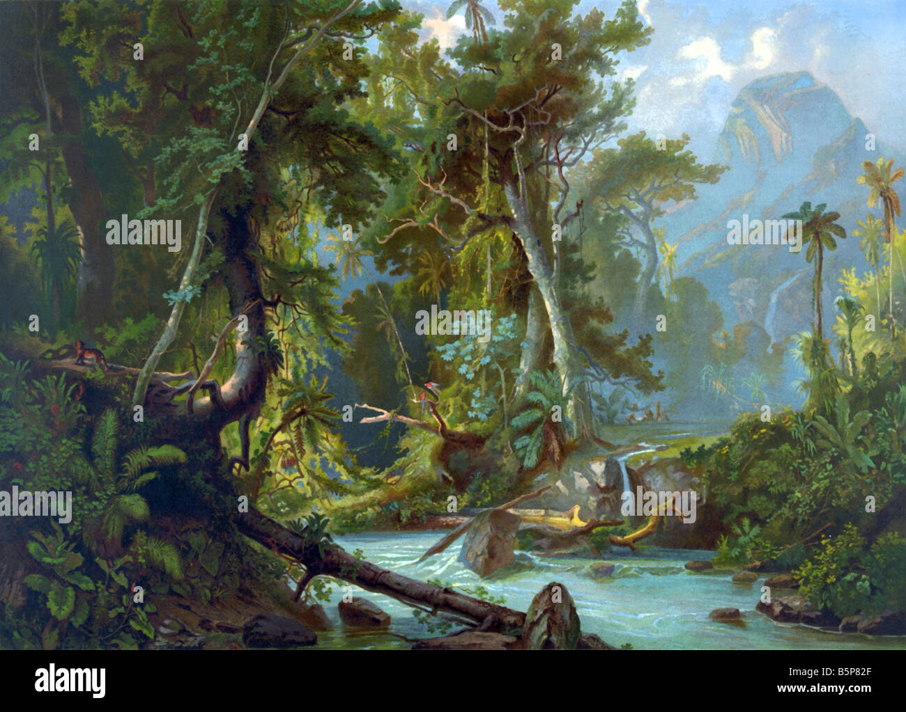 Typical Forest in Latin America Stock Photo - Alamy