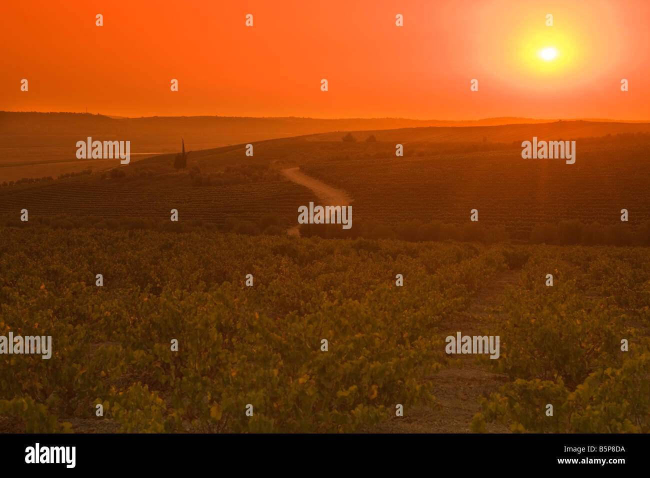 VINEYARDS DEIR RAFAT MONASTERY SORAQ VALLEY ISRAEL Stock Photo - Alamy