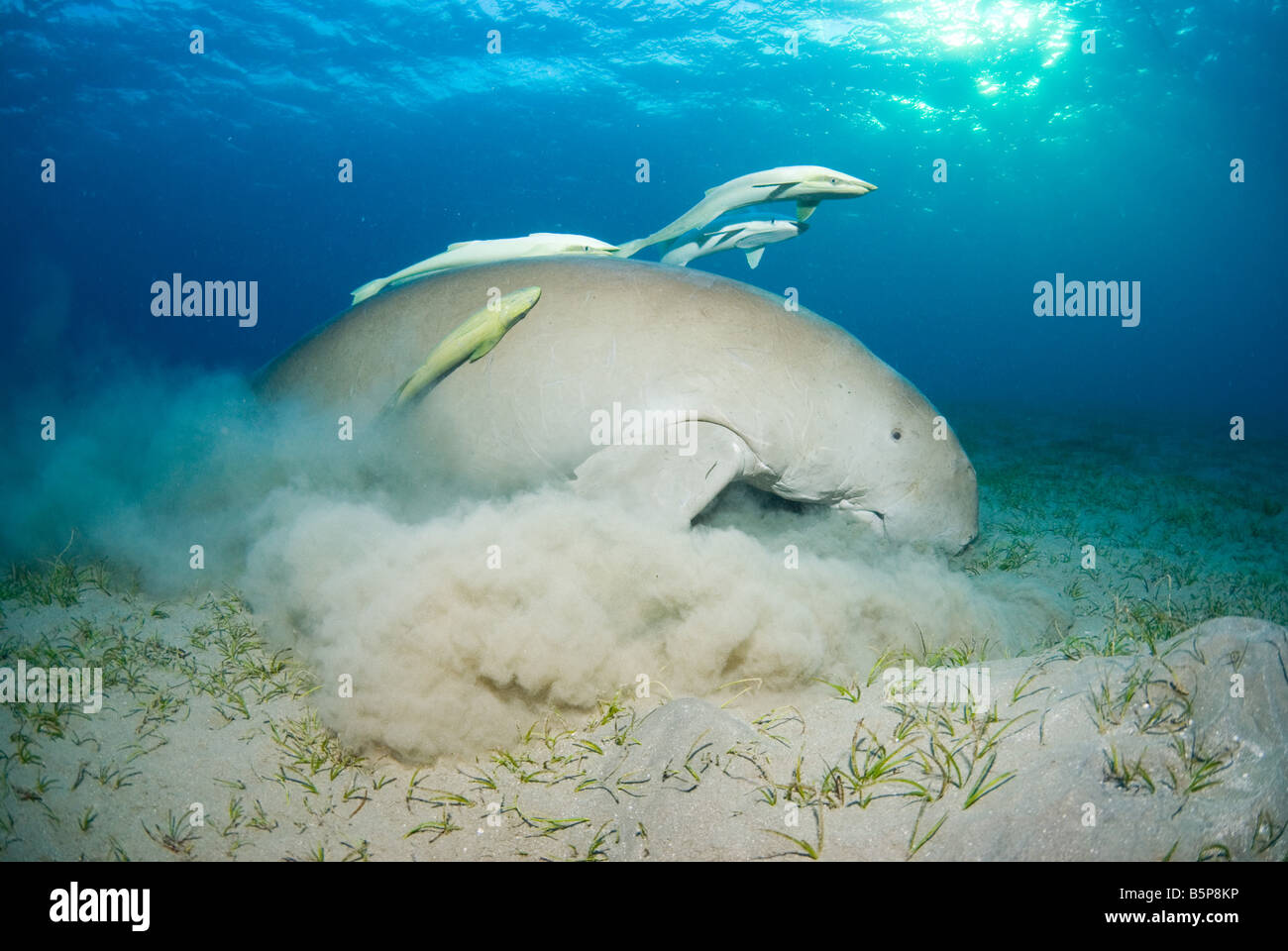 Dugong Sea Cow feeding on the shallow sea grass field Gnathanodon ...