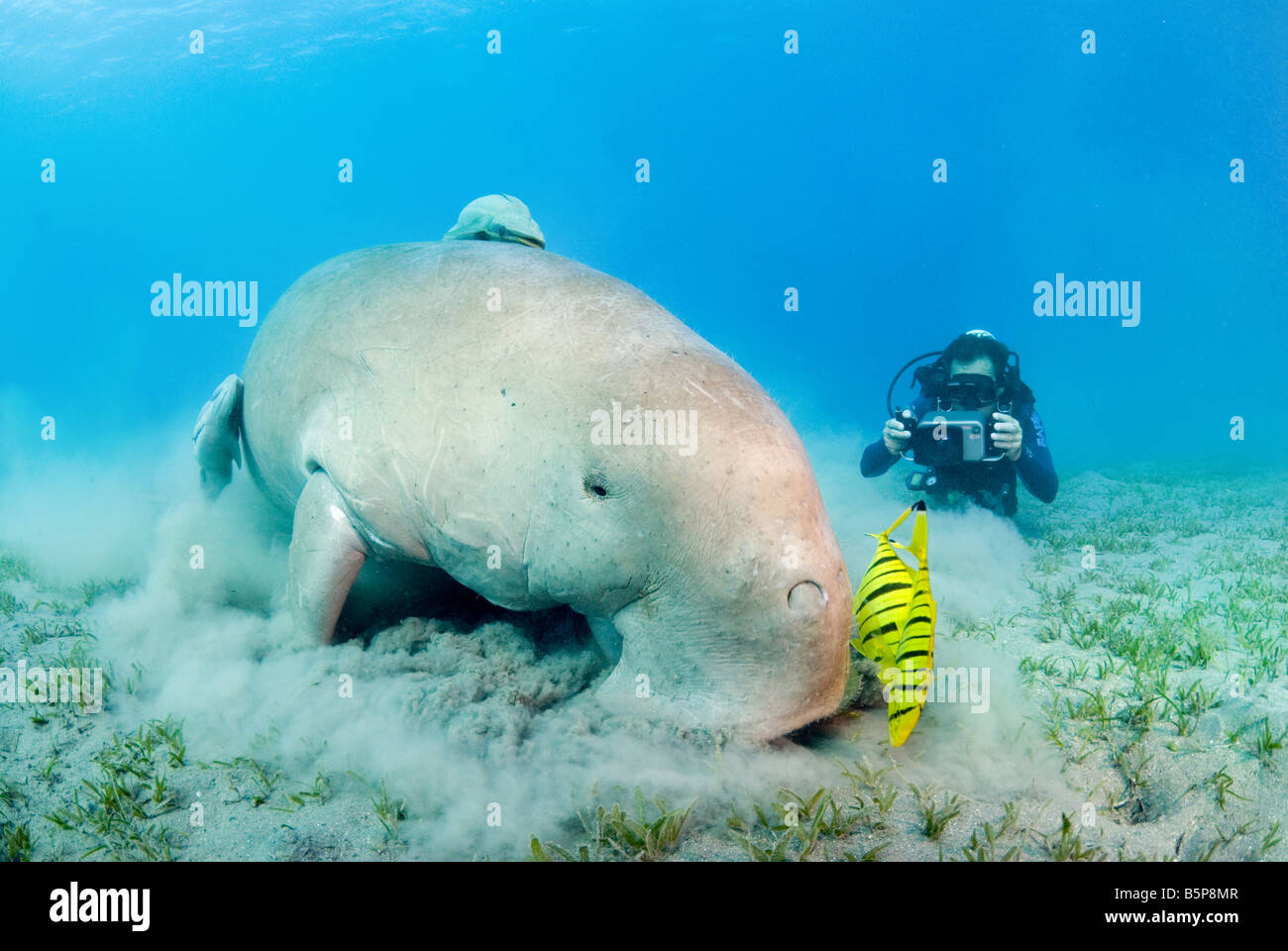Dugong Sea Cow feeding on the sea grass Gnathanodon Speciosus scuba ...