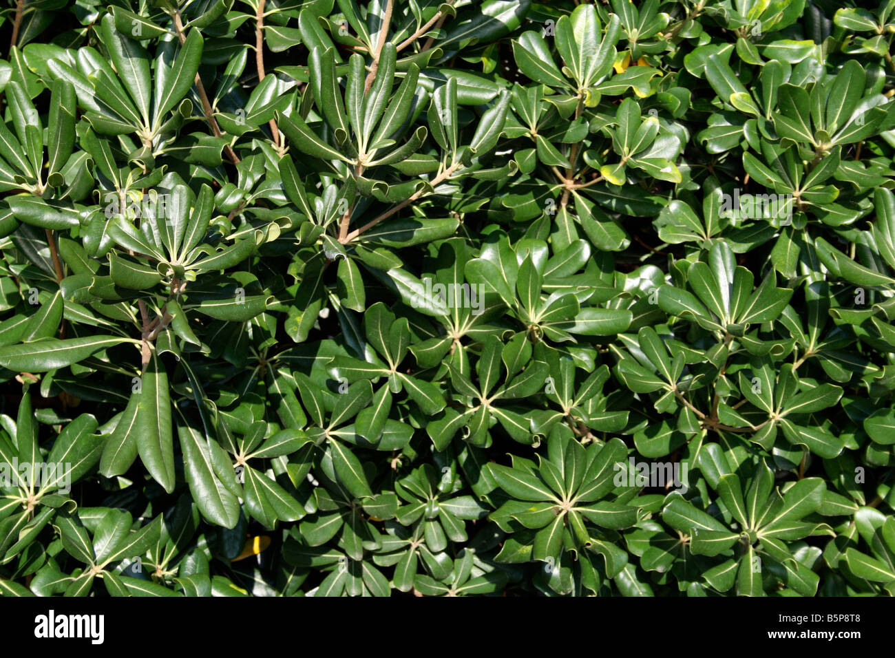 leaves, bush, tree, green, branch, background, plot, print, horizontal ...
