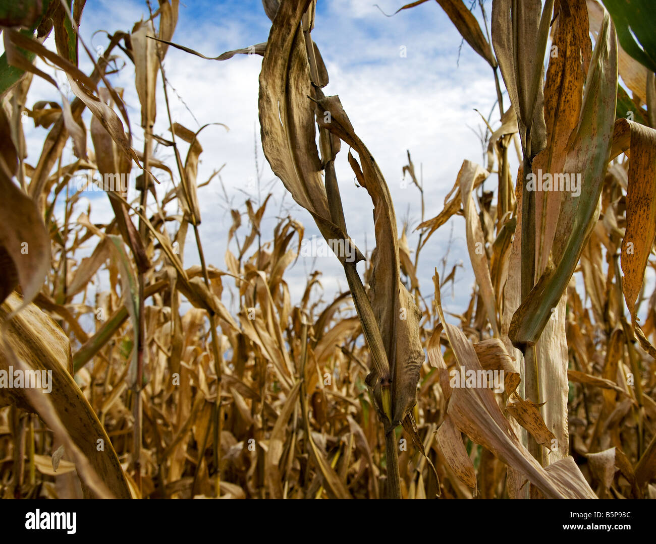 Corn stalks agriculture tractor hi-res stock photography and images - Alamy