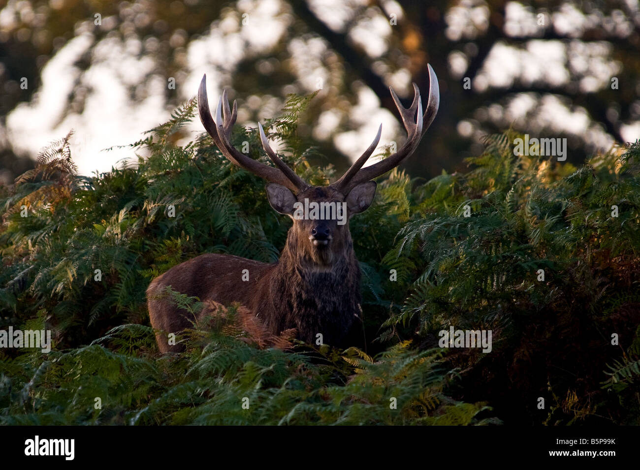 Sika deer stag Stock Photo - Alamy
