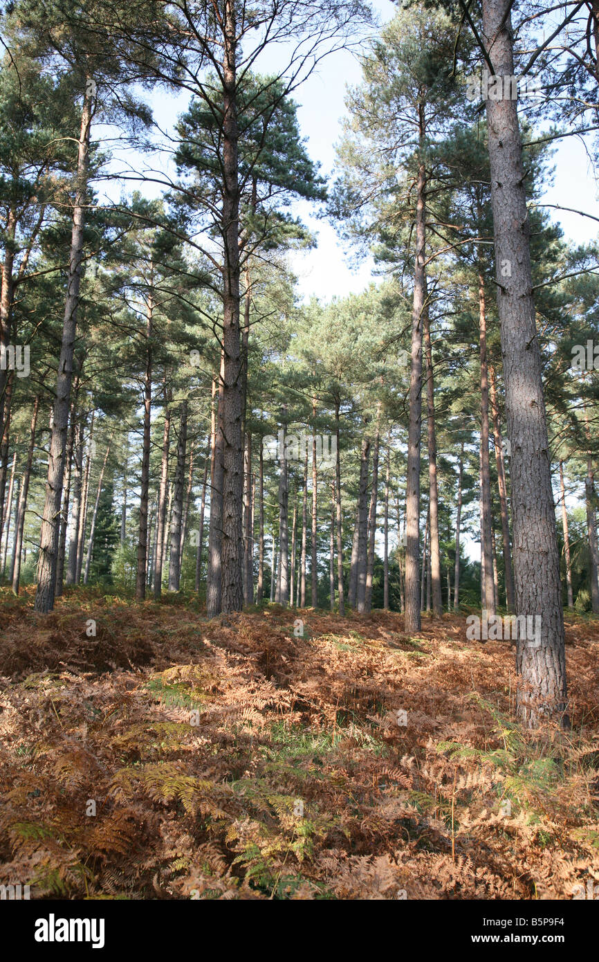 Pine trees in the New Forest Stock Photo - Alamy