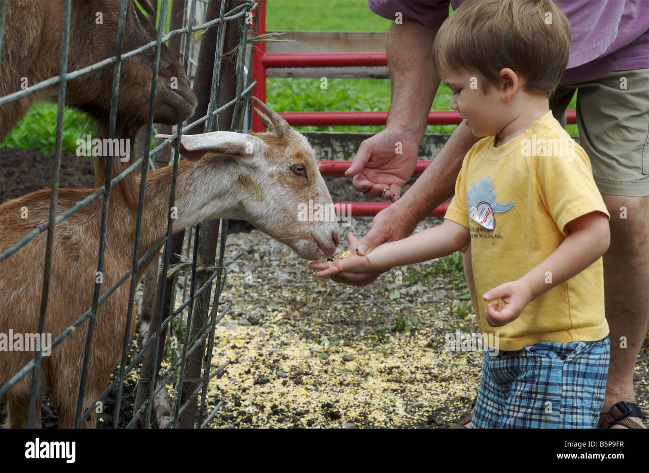 Boy with goat hi-res stock photography and images - Alamy