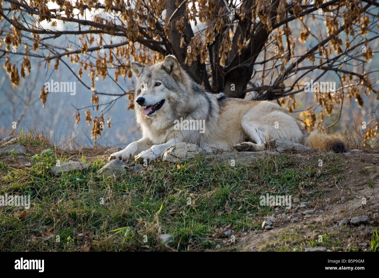 A Timber wolf resting under a tree in autumn Stock Photo - Alamy