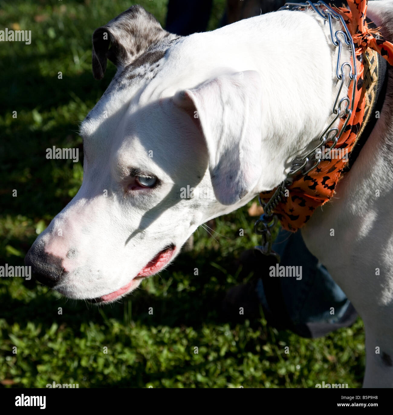 Heavy Chain Dog Collar