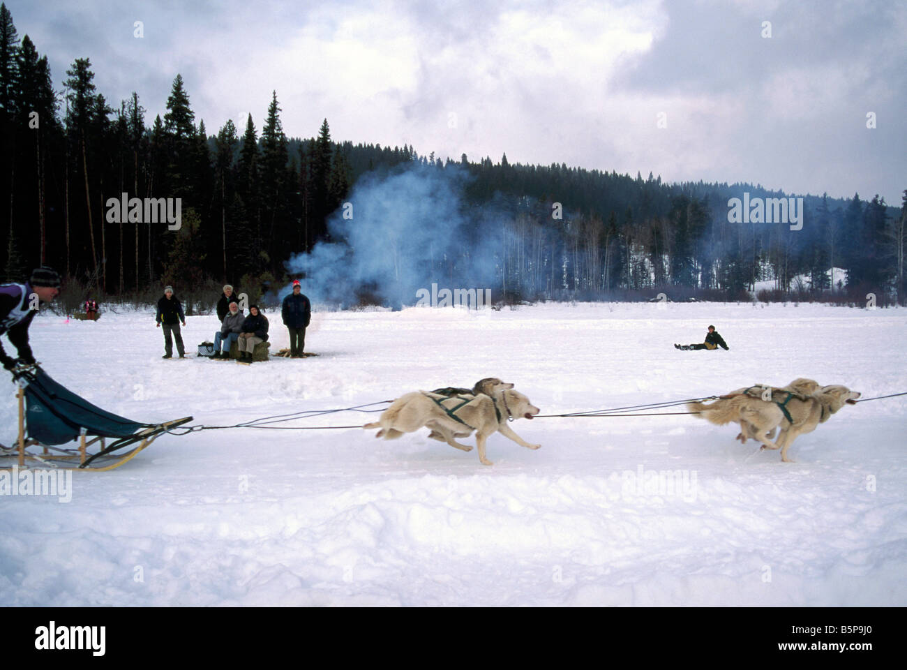Sport Dog Sled Racing Action Animals High Resolution Stock Photography ...