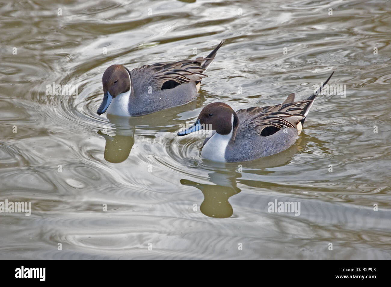 A pair of male Northern Pintail ducks Stock Photo - Alamy
