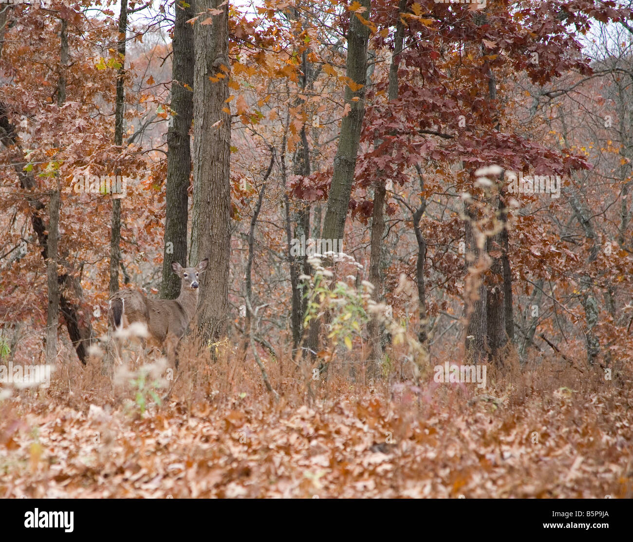 Deer trees hi-res stock photography and images - Alamy