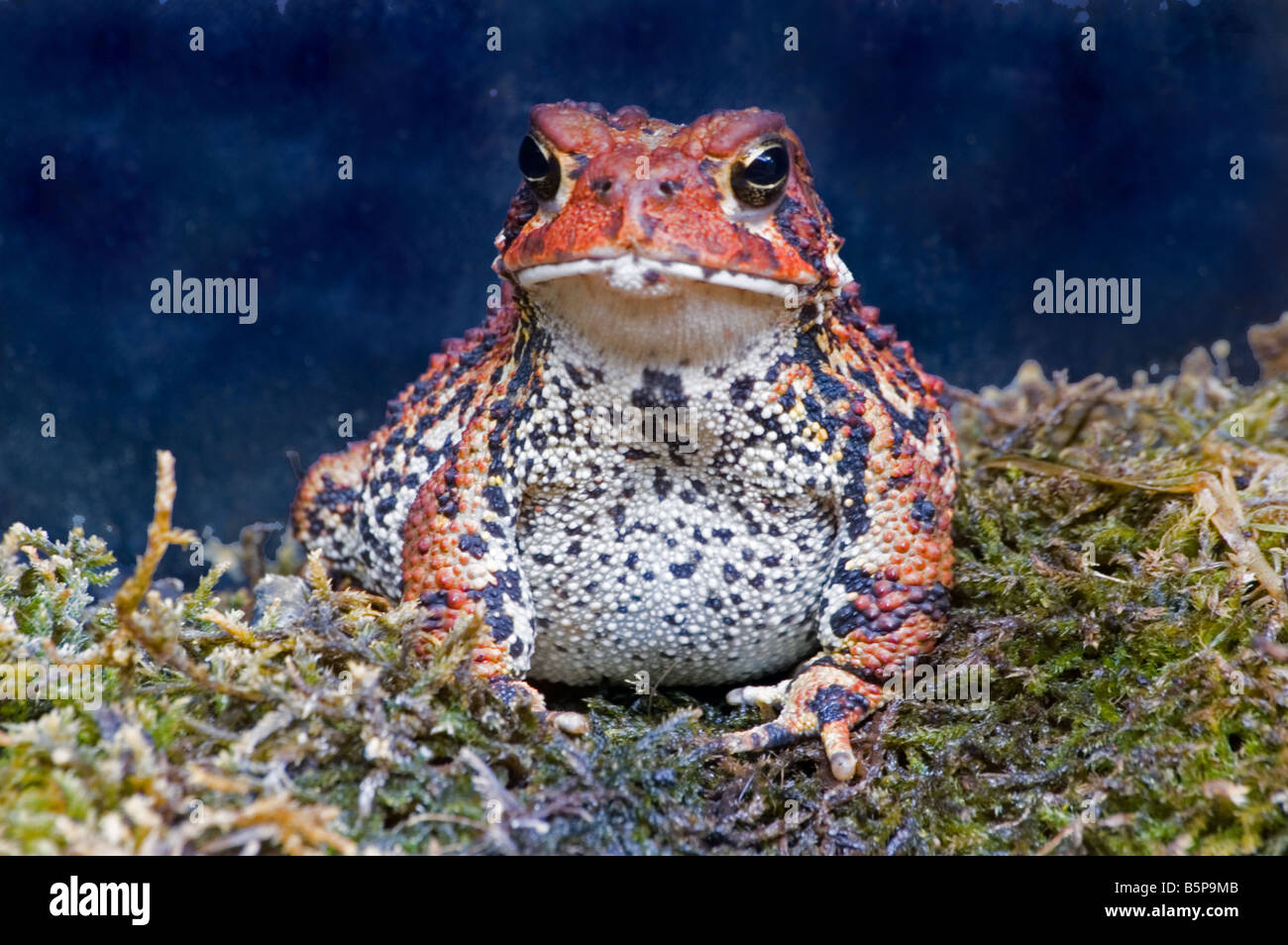 Red coloured toad hi-res stock photography and images - Alamy
