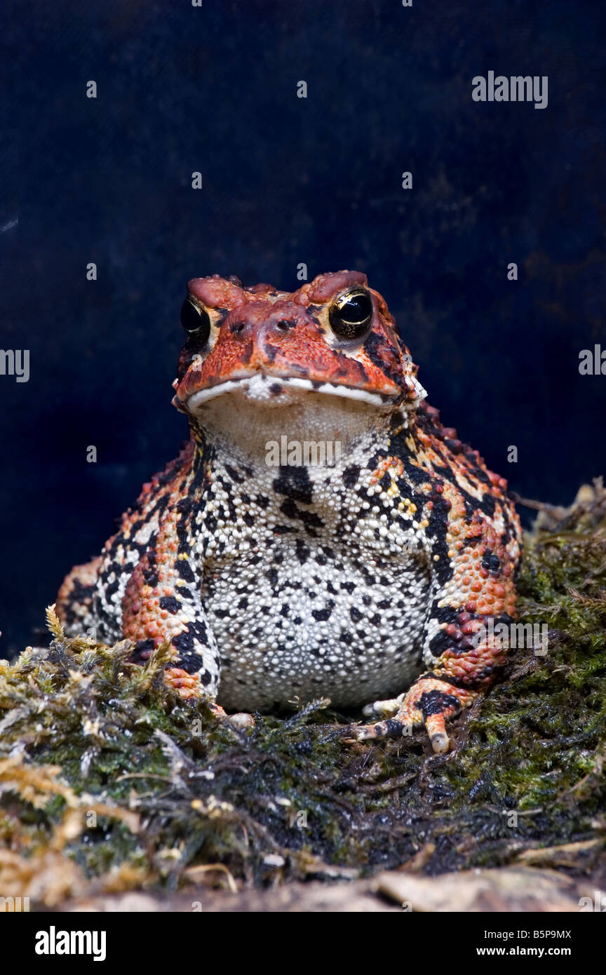 Red coloured toad hi-res stock photography and images - Alamy