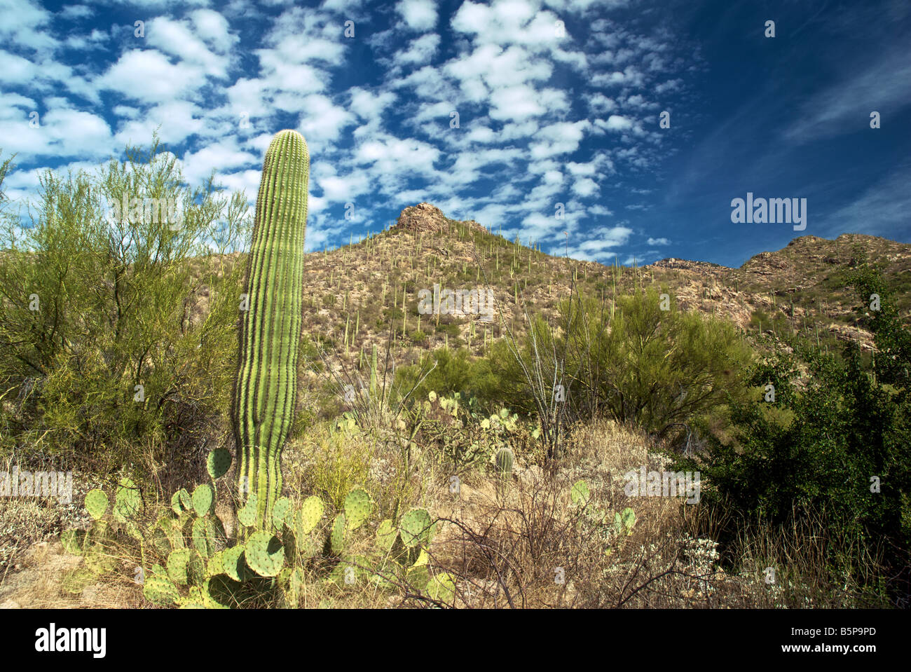 Saguaro Cactus in Tucson, Arizona Stock Photo - Alamy