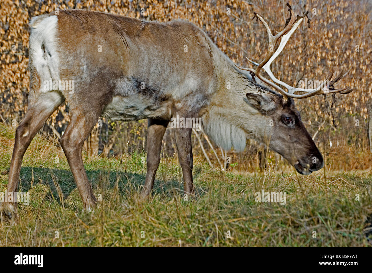 Woodland caribou quebec hi-res stock photography and images - Alamy