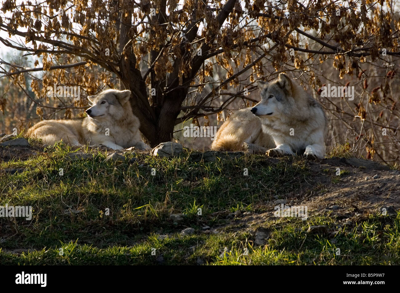 Grey wolves timber wolves canis hi-res stock photography and images - Alamy