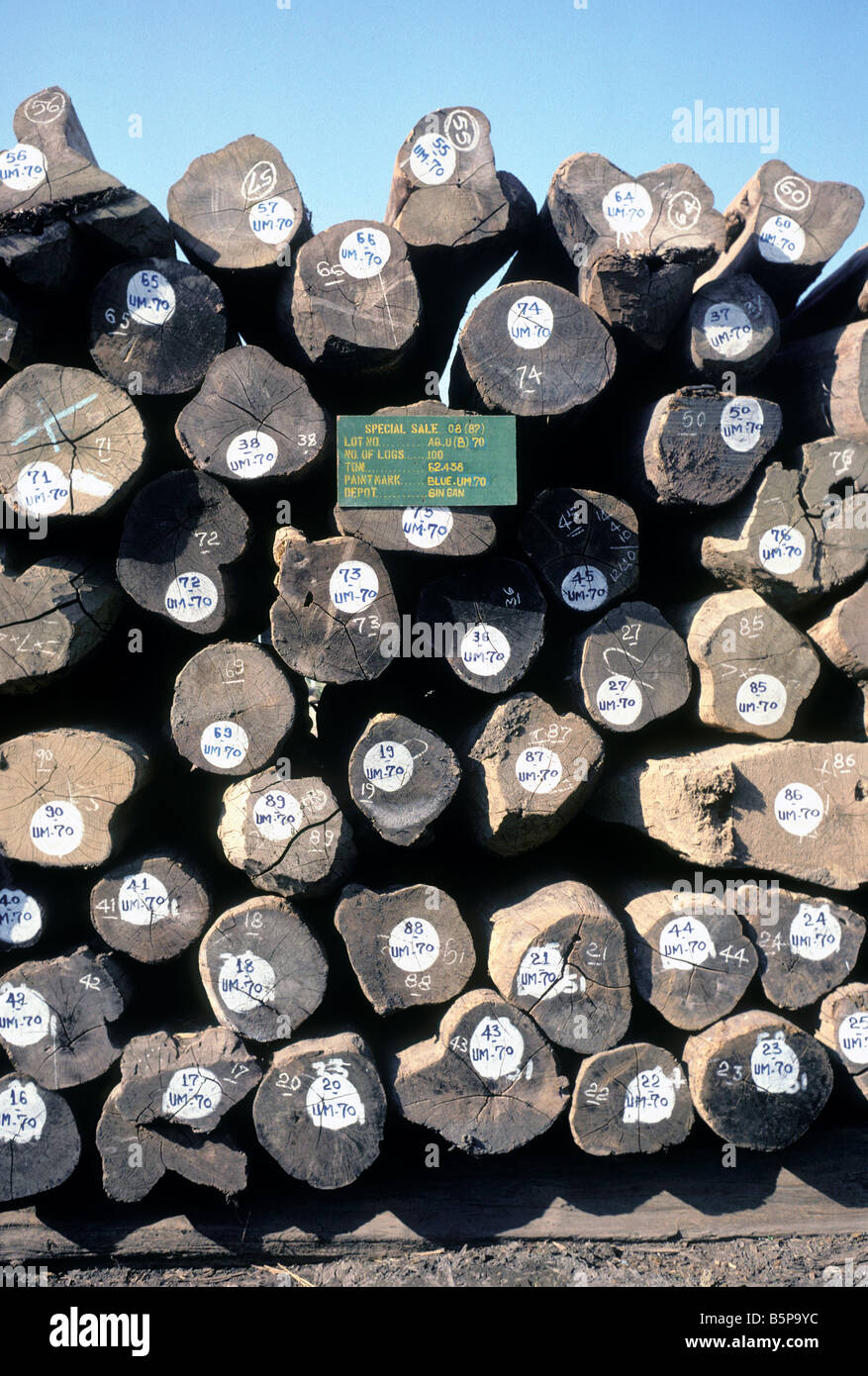 Teak wood trees hi-res stock photography and images - Alamy