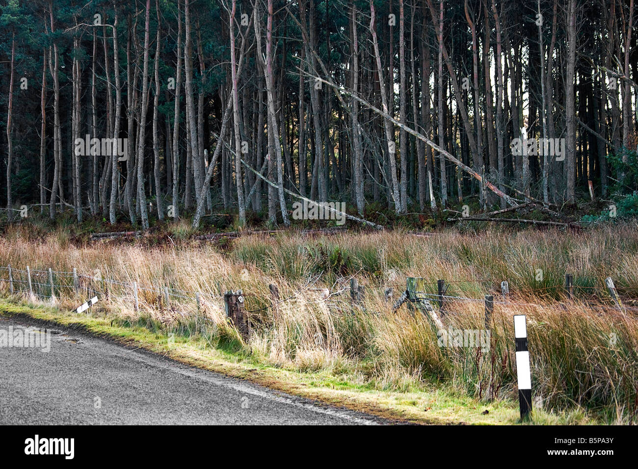 Trees. Longformacus rd The borders. Scotland Stock Photo - Alamy