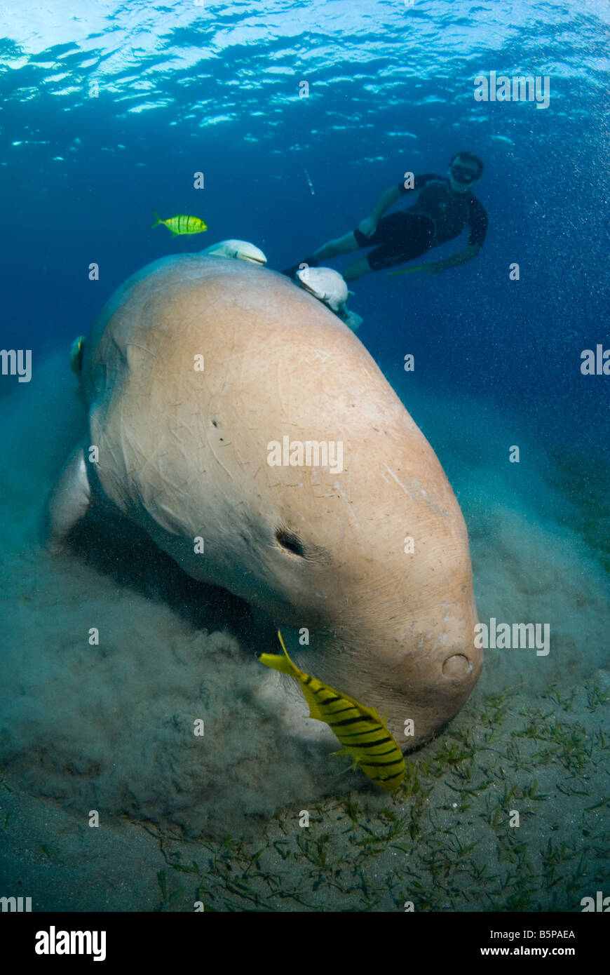 Dugong Sea Cow feeding on the sea grass Gnathanodon Speciosus Egypt Red ...