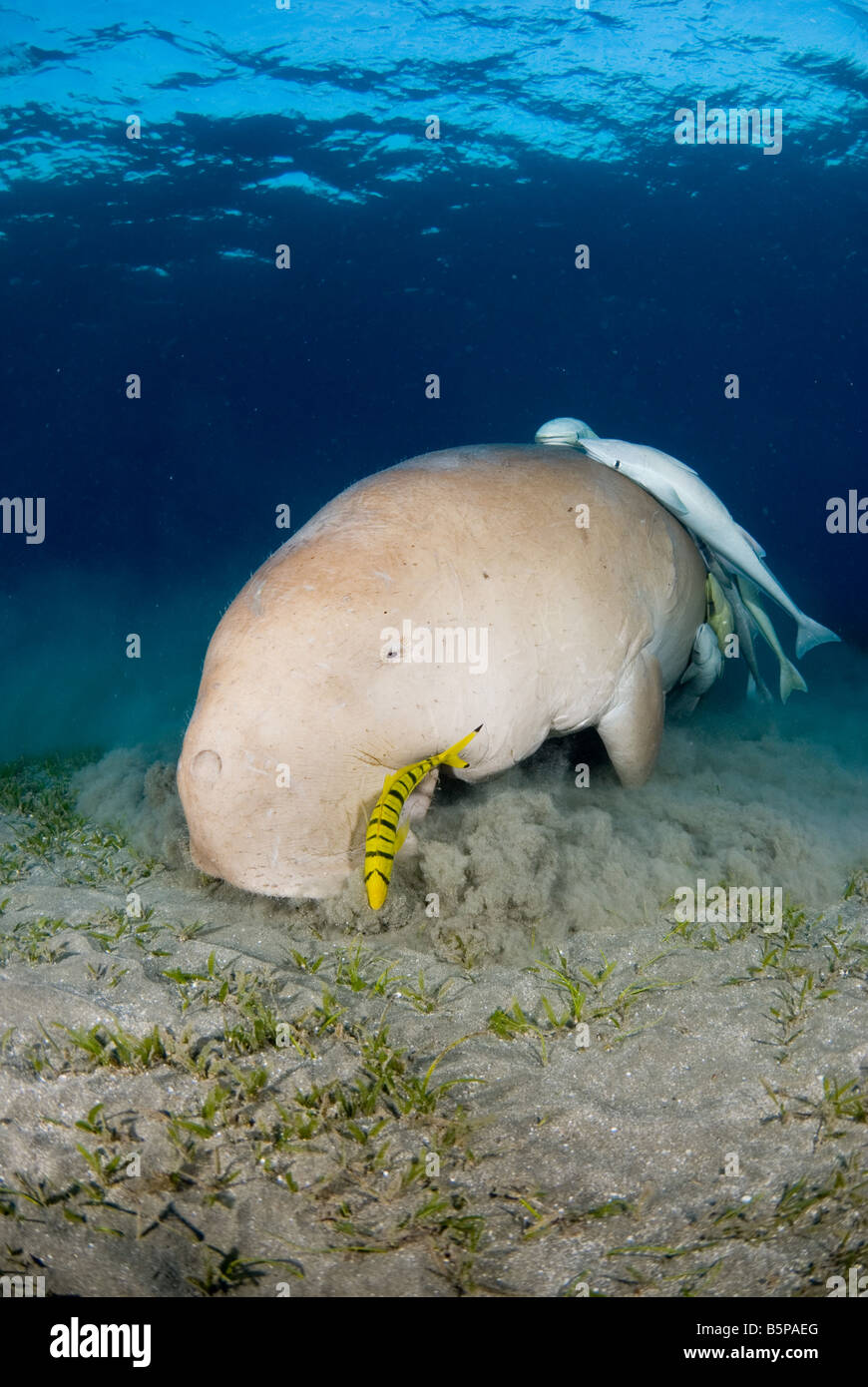 Dugong Sea Cow feeding on the sea grass Gnathanodon Speciosus Egypt Red ...