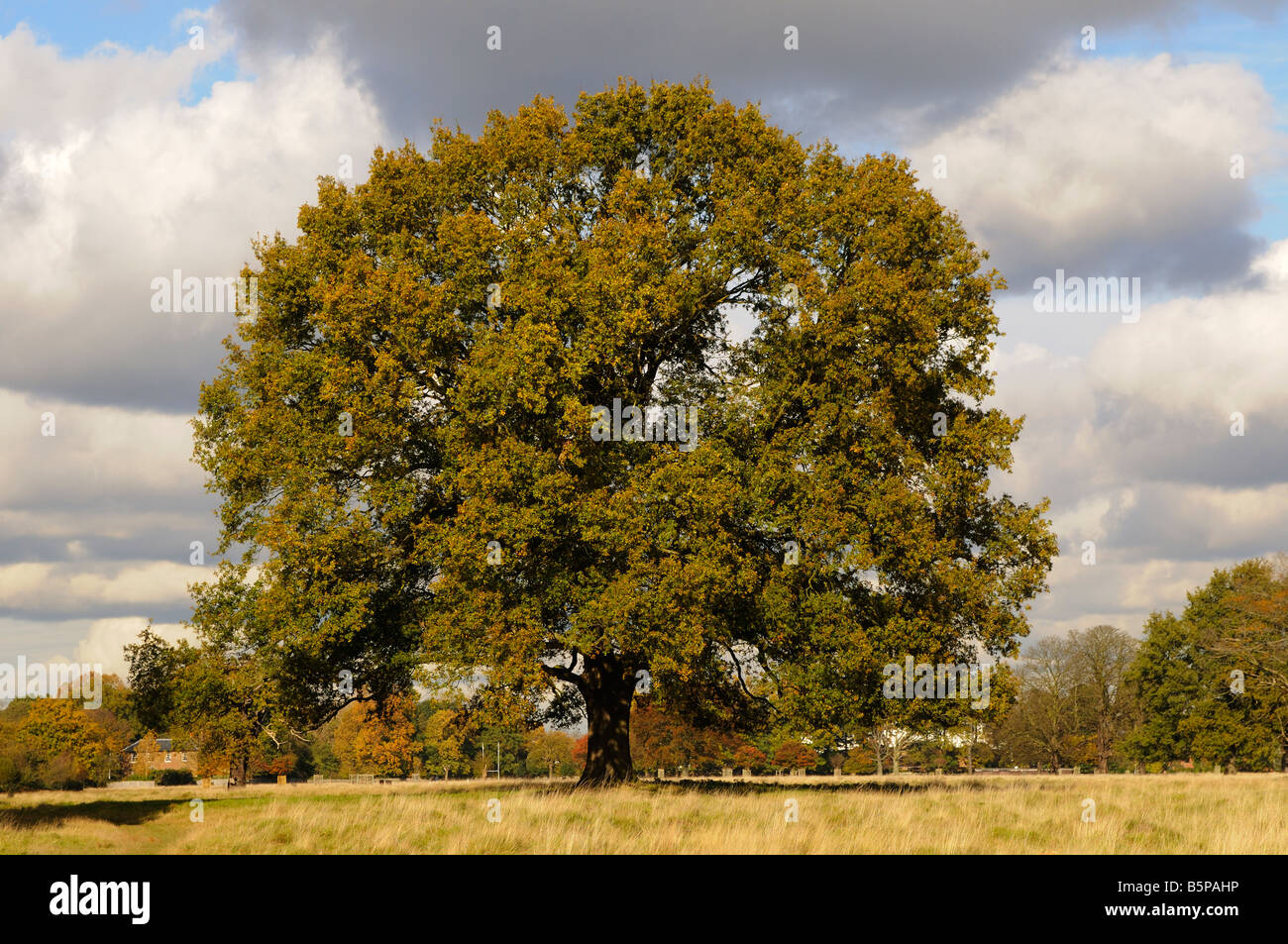 Royal oak tree hi-res stock photography and images - Alamy