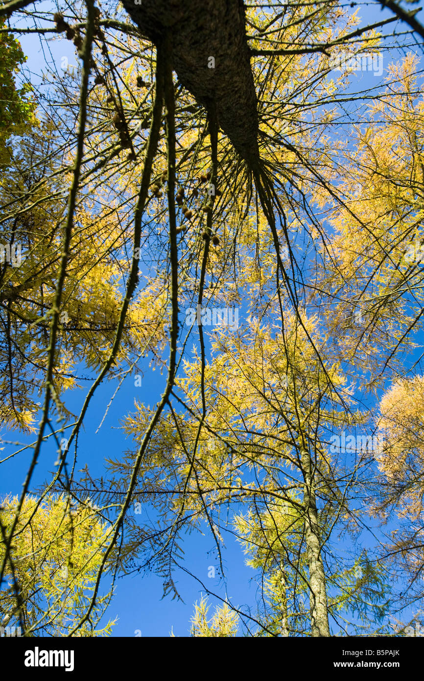 Larch trees in Autumn UK Stock Photo - Alamy