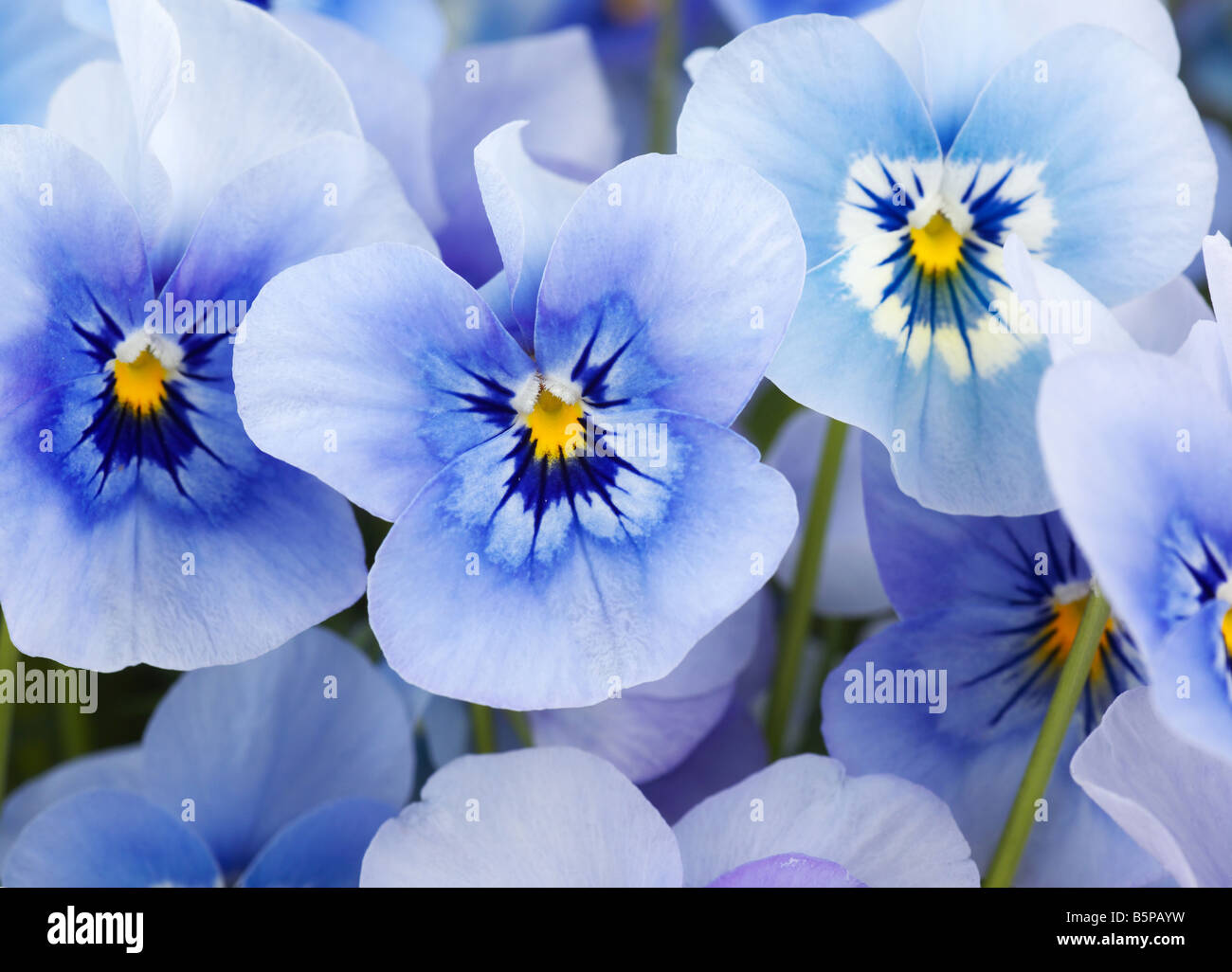 Pansy