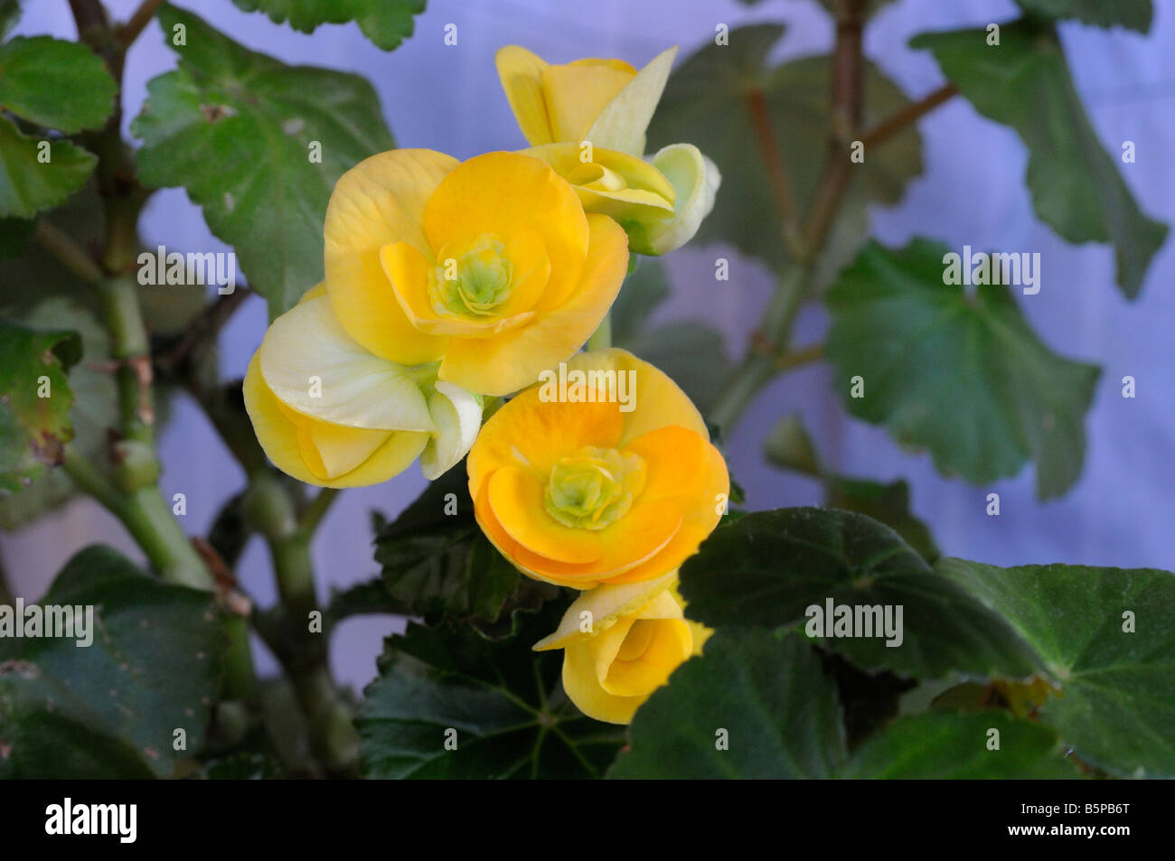 Yellow Begonia flower Stock Photo - Alamy
