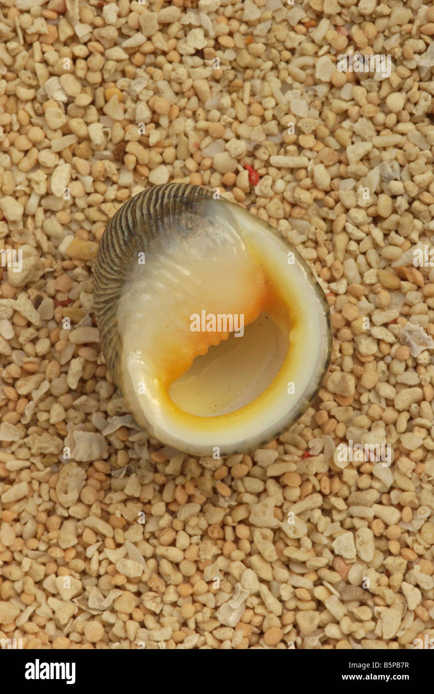 Nerita antiquata hi-res stock photography and images - Alamy