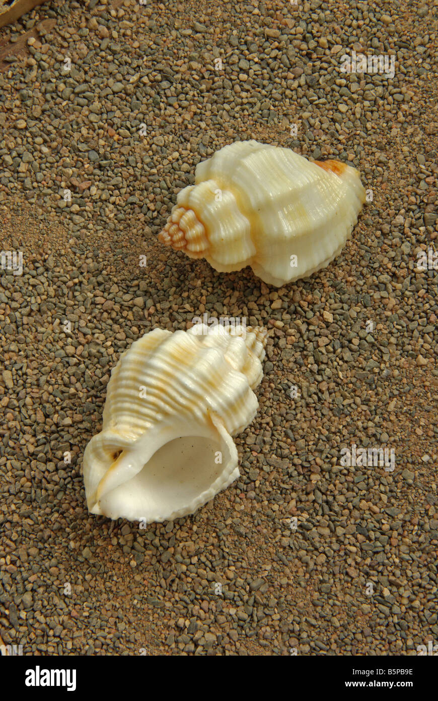 The shells of Cantharus berryi Stock Photo - Alamy