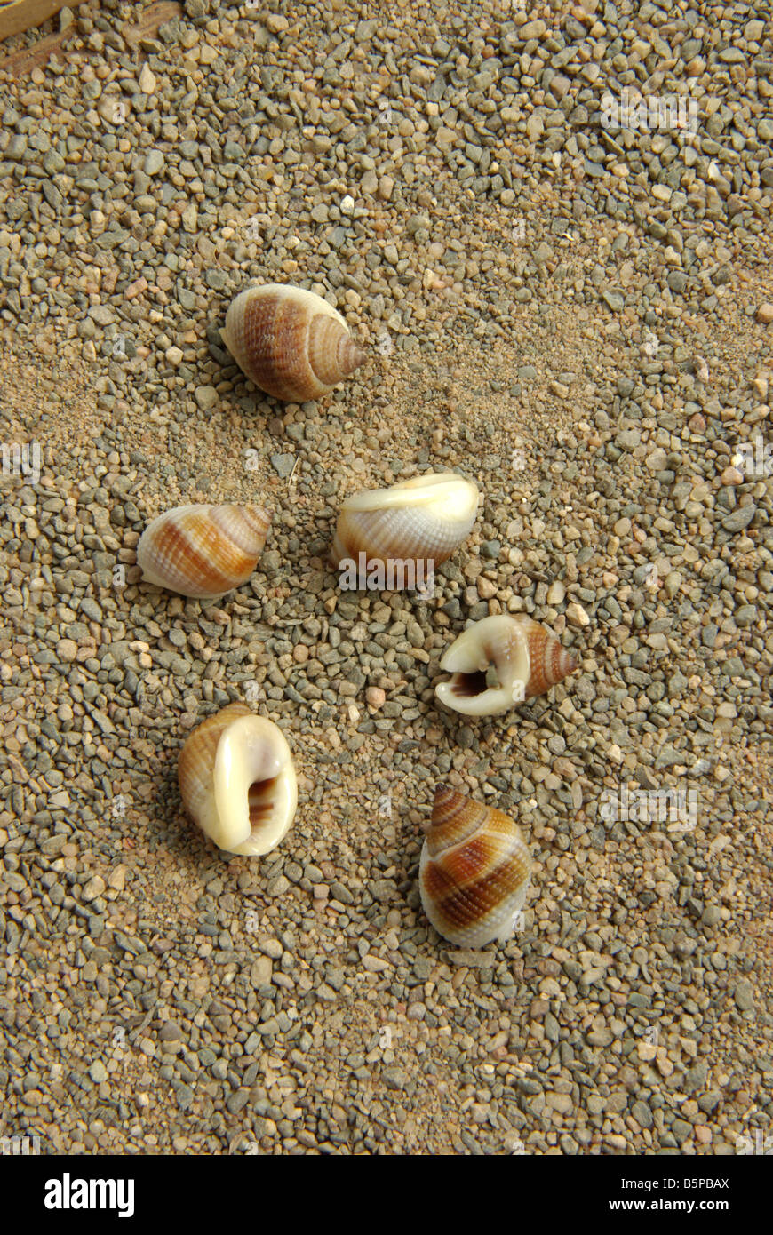 Whelk seashells hi-res stock photography and images - Alamy