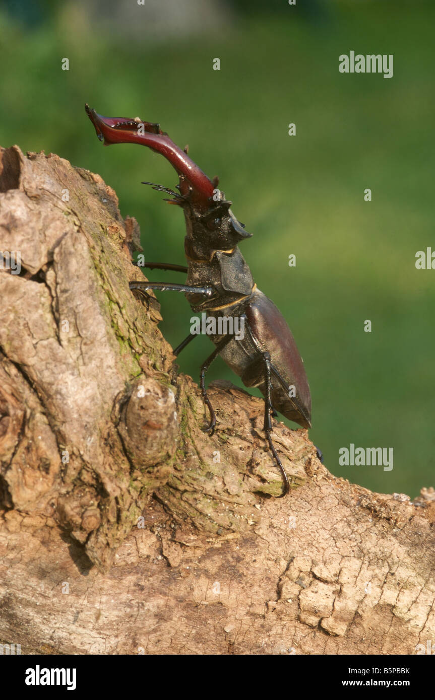 A Male Stagg Beetle Stock Photo - Alamy