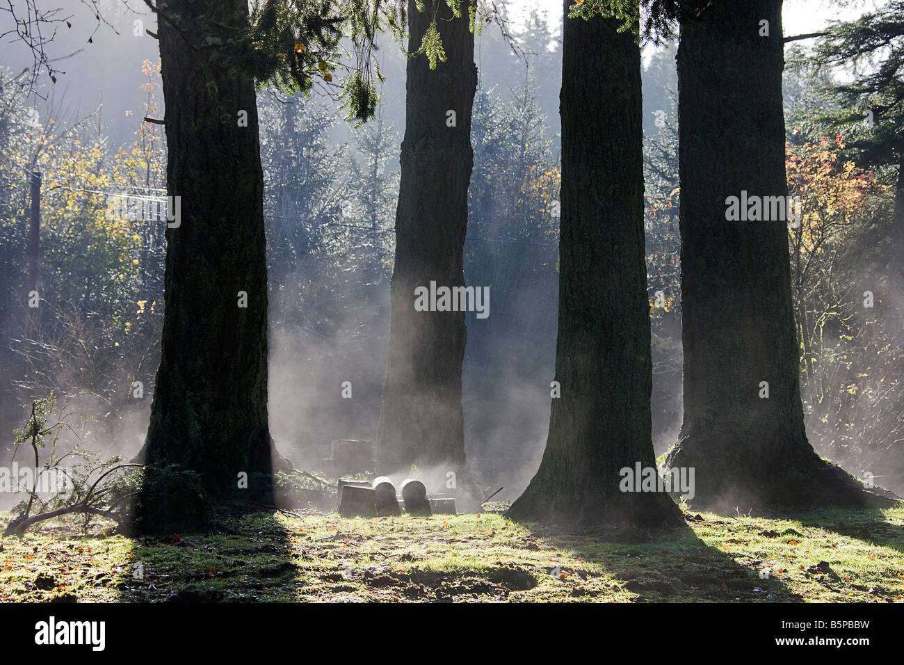 Longformacus hi-res stock photography and images - Alamy