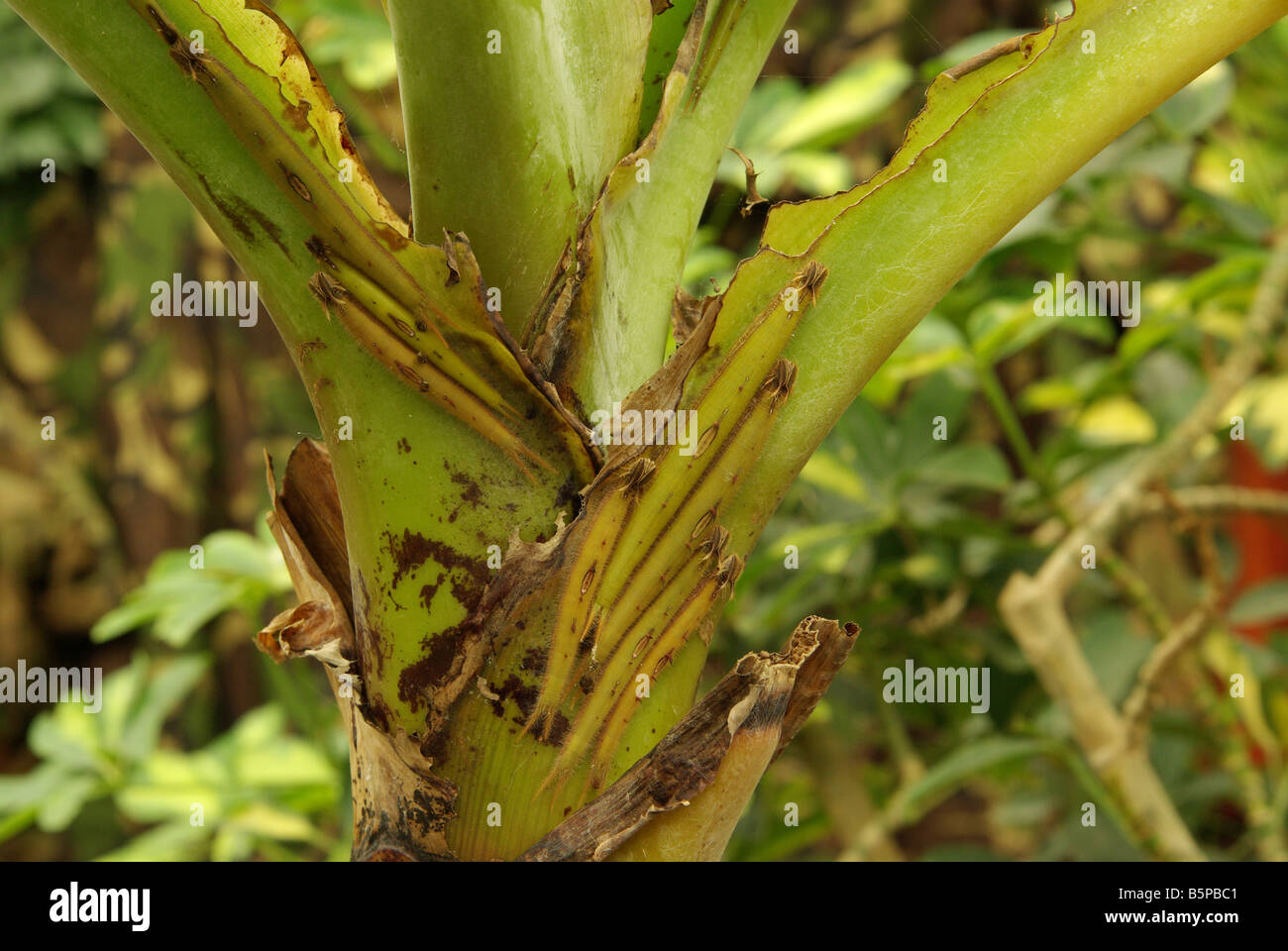 The larvae of the owl butterfly, Caligo memnon, seen here on banana ...