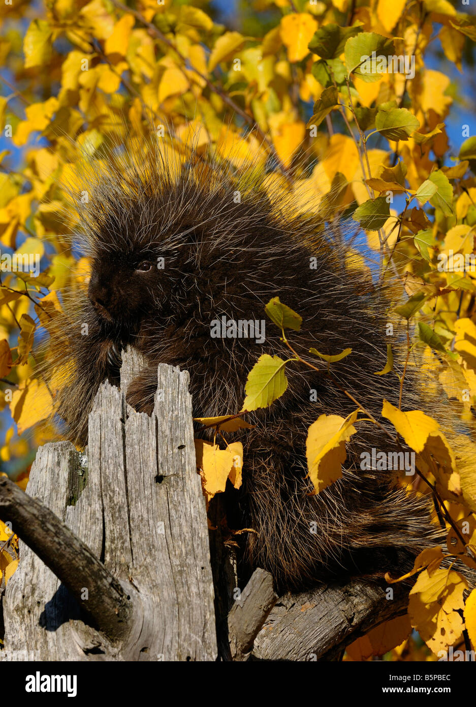 North American Porcupine on tree stump in full sun with yellow Birch ...