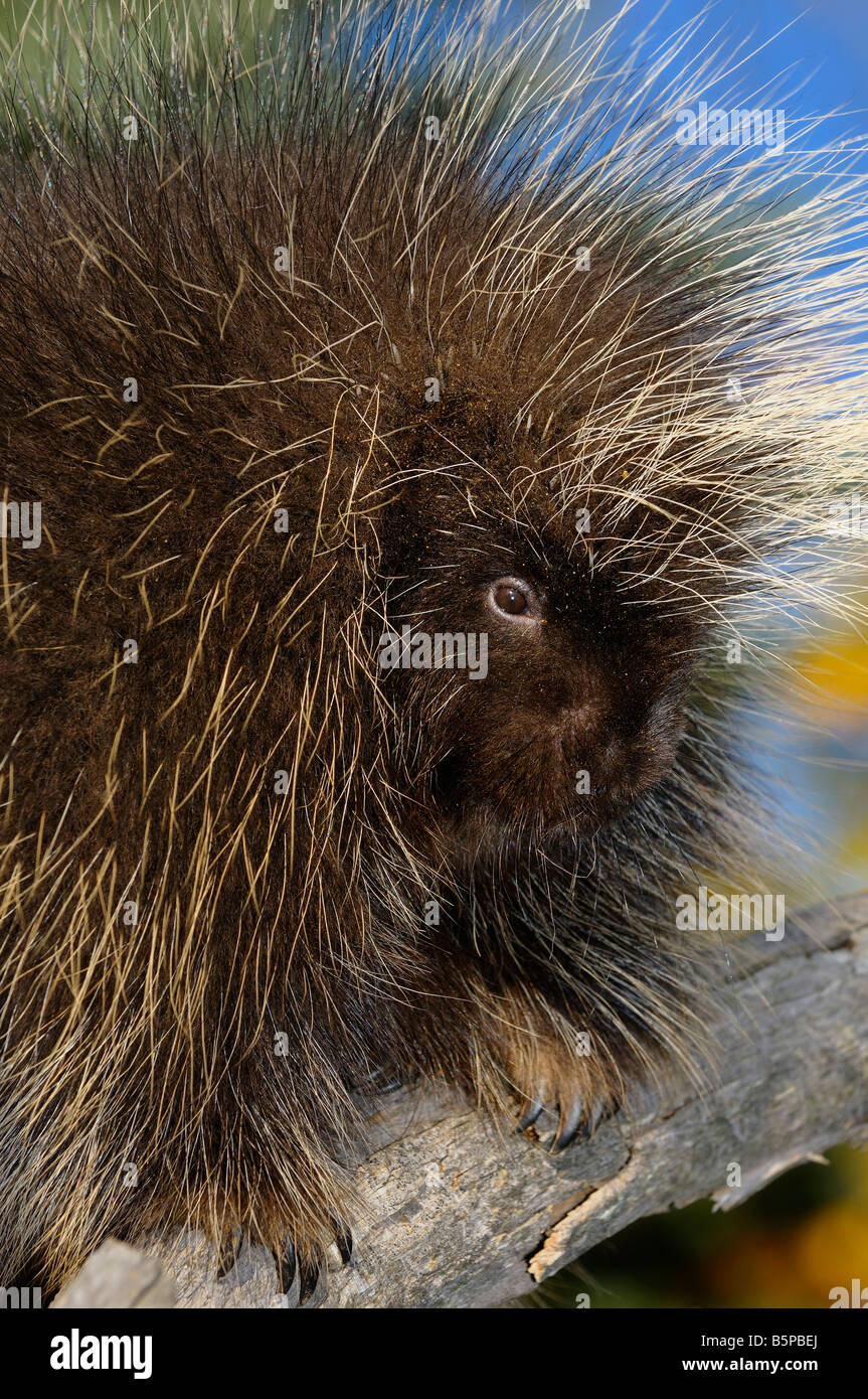 Close up of a Porcupine face quills and claws on a dead tree in Autumn ...