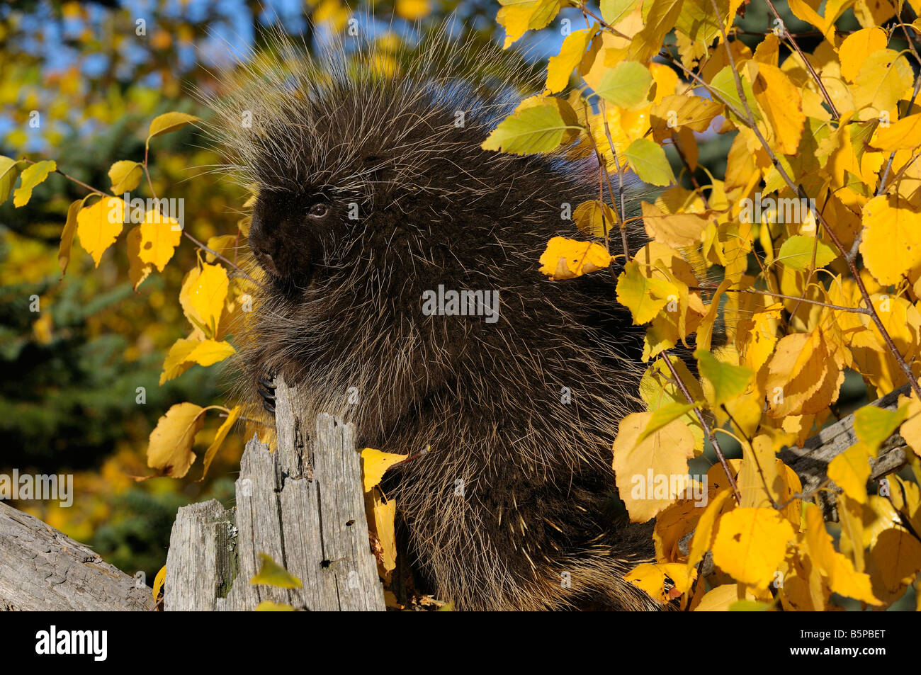 Side view of Porcupine climbing a dead tree with yellow Birch leaves ...