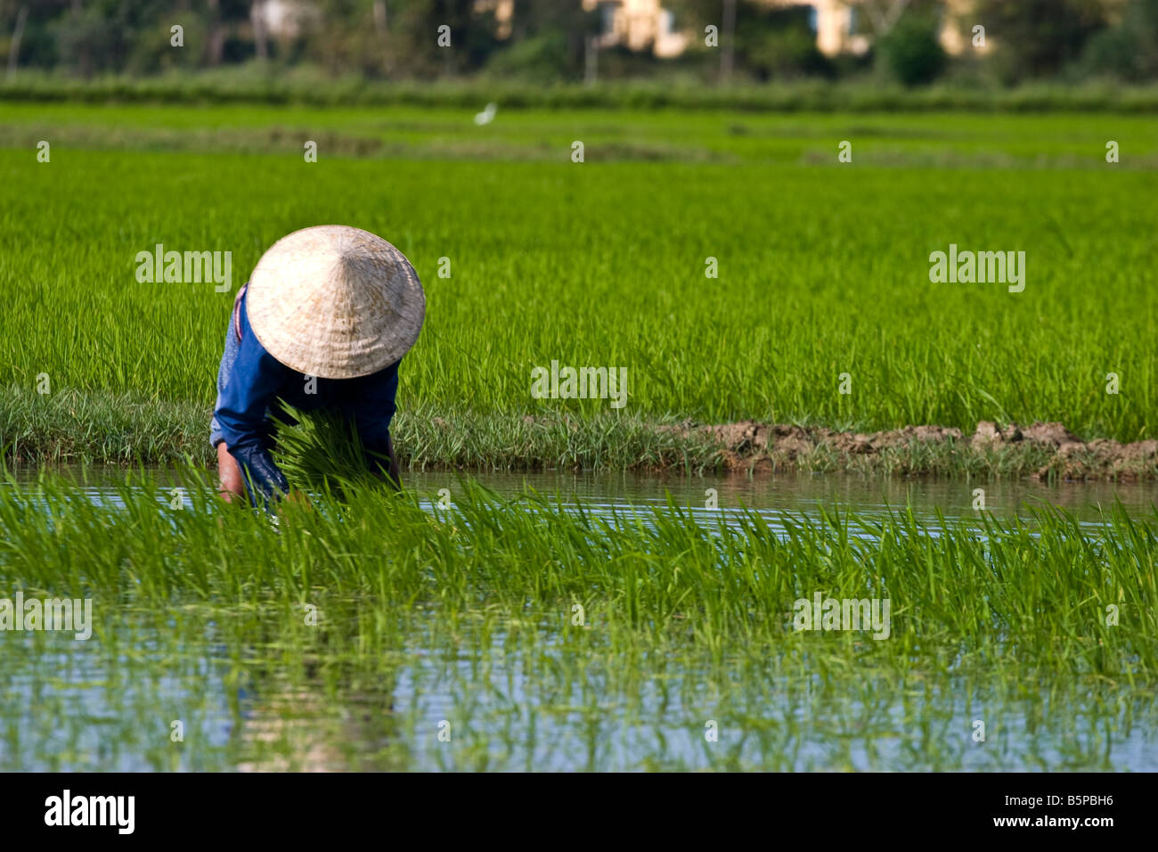 Woman working in a rice field near Hoi An Vietnam Stock Photo - Alamy