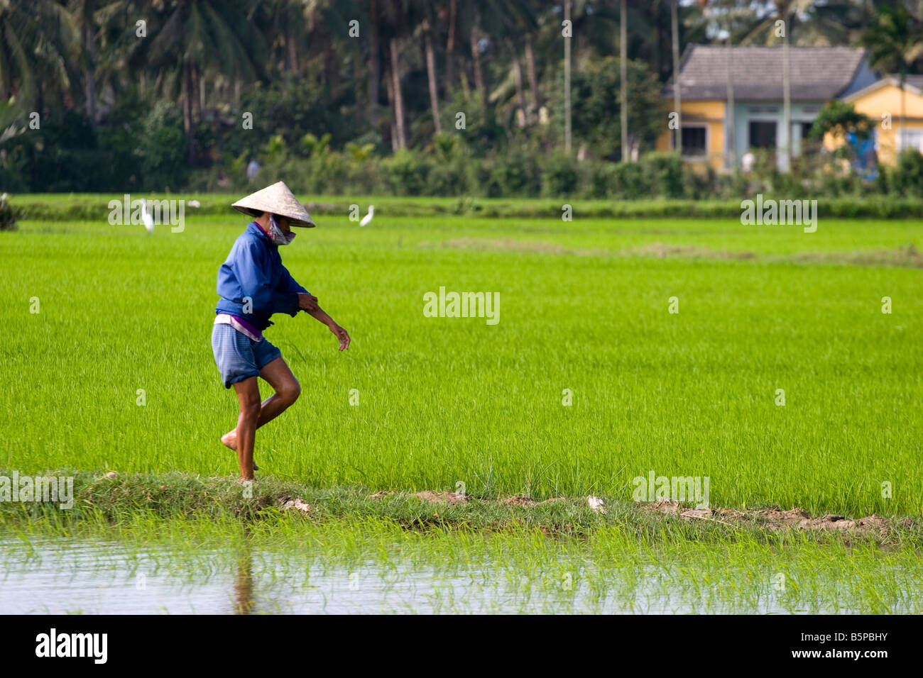 Vietnamese rice field near hoi an hi-res stock photography and images ...