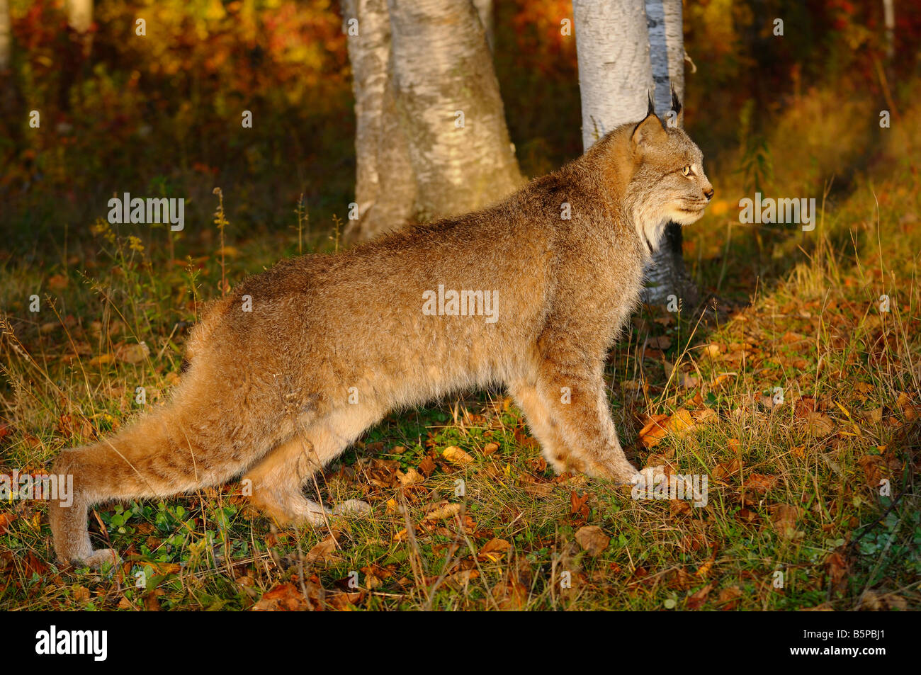 Canadian Lynx crouching in the morning sun watching for prey at the ...