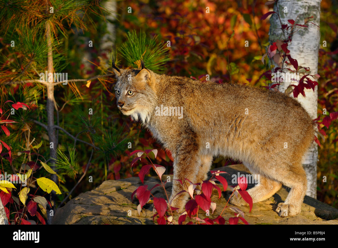 Canadian Lynx standing on a rock in a colorful birch forest in Autumn ...