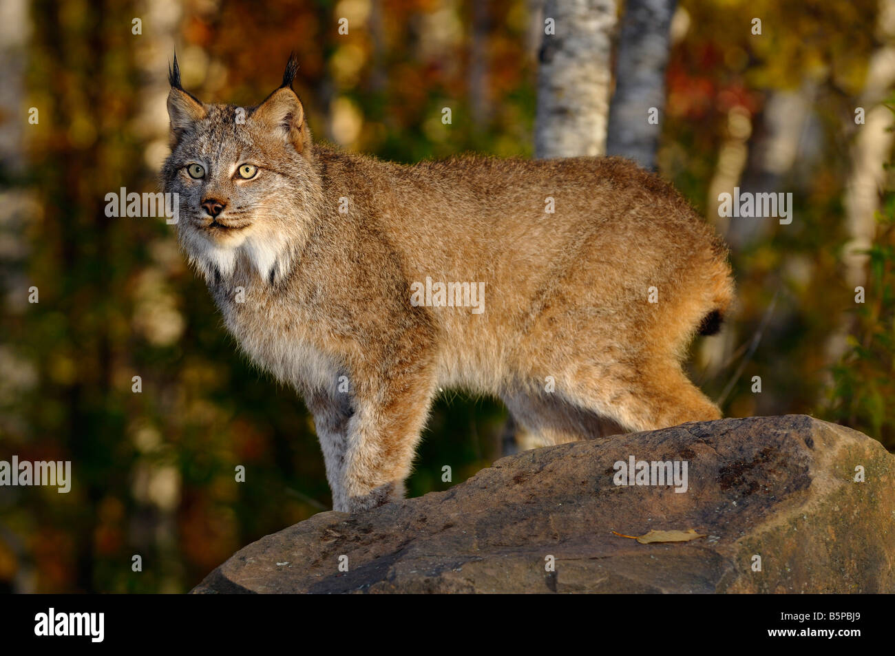 Staring Canadian Lynx standing on a rock in a birch forest in Autumn at ...