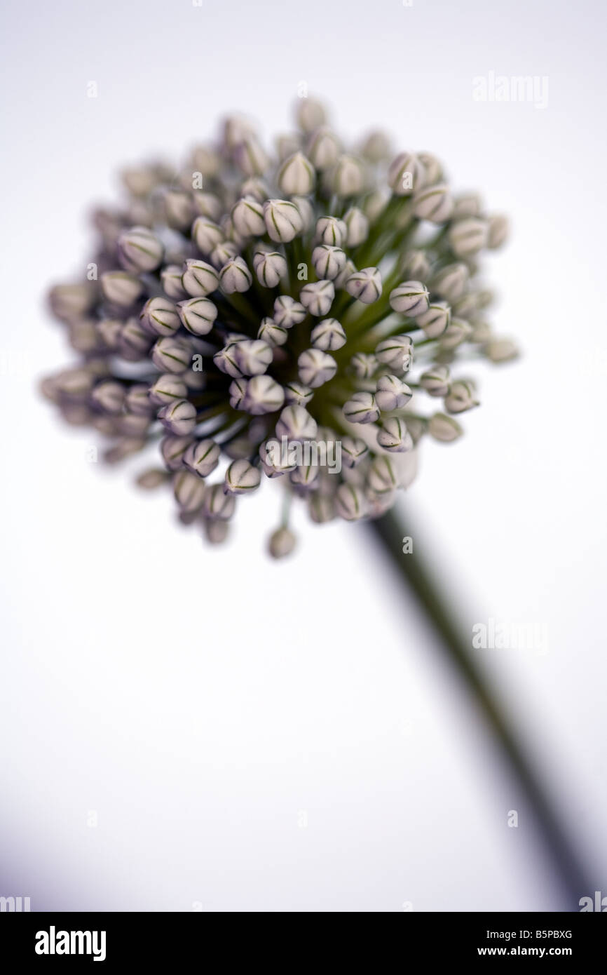 Allium sepa hi-res stock photography and images - Alamy