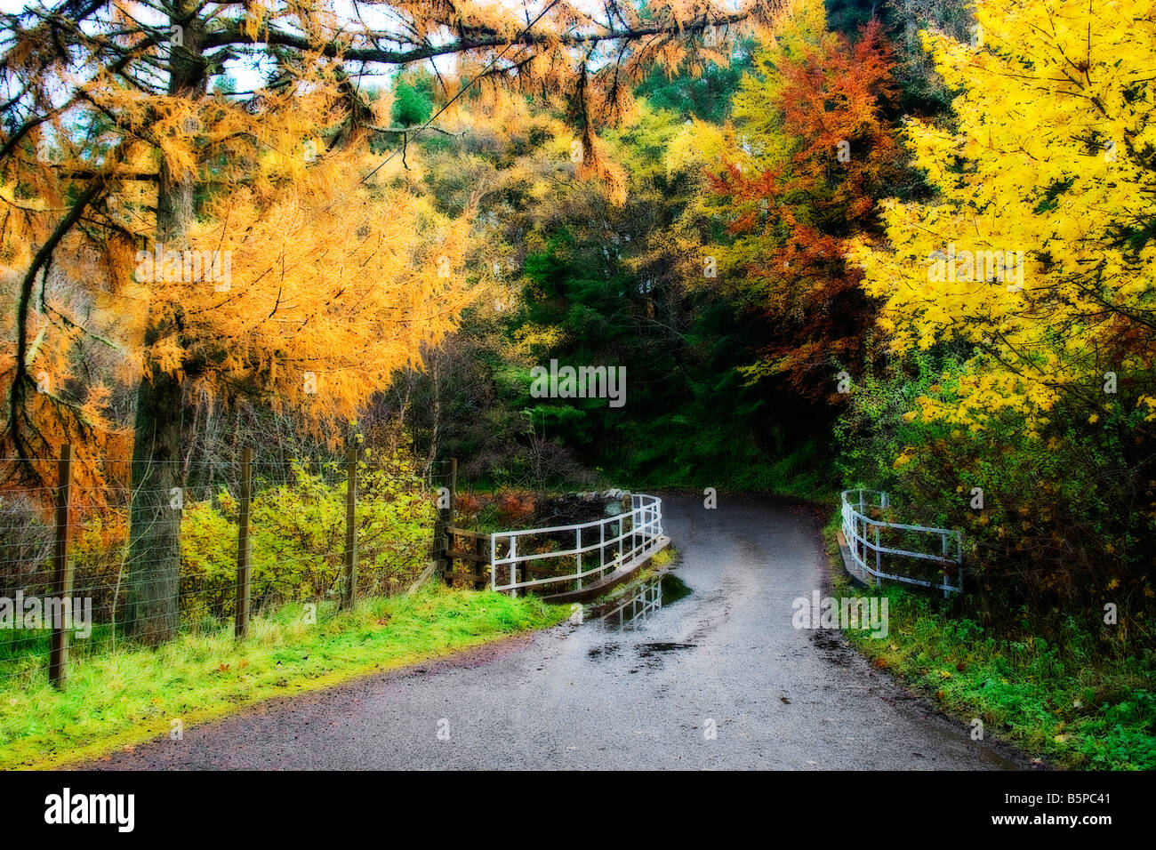 Autumn colour. Longformacus. Scottish borders. Scotland Stock Photo - Alamy