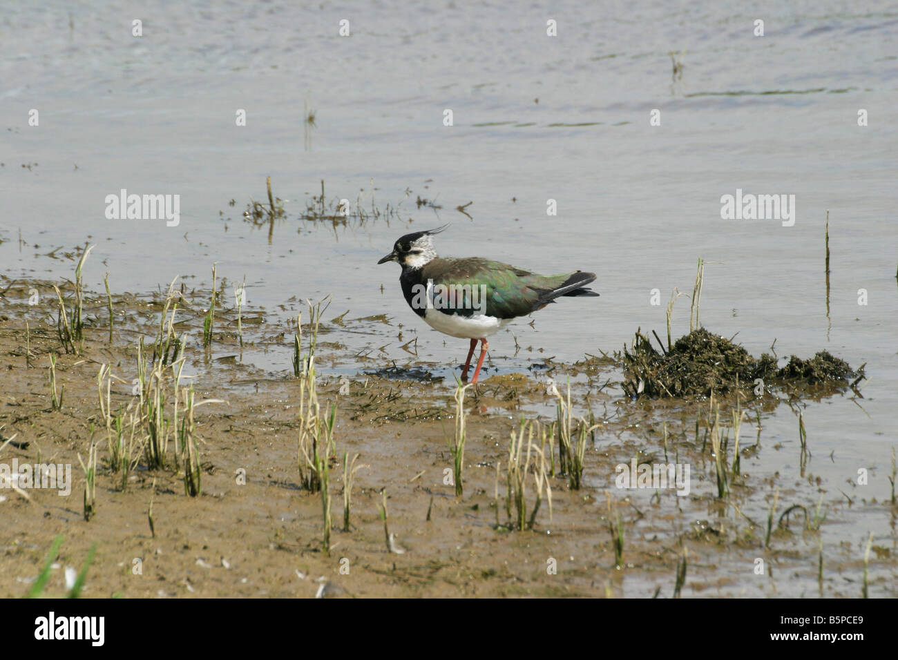 Peewit bird hi-res stock photography and images - Alamy