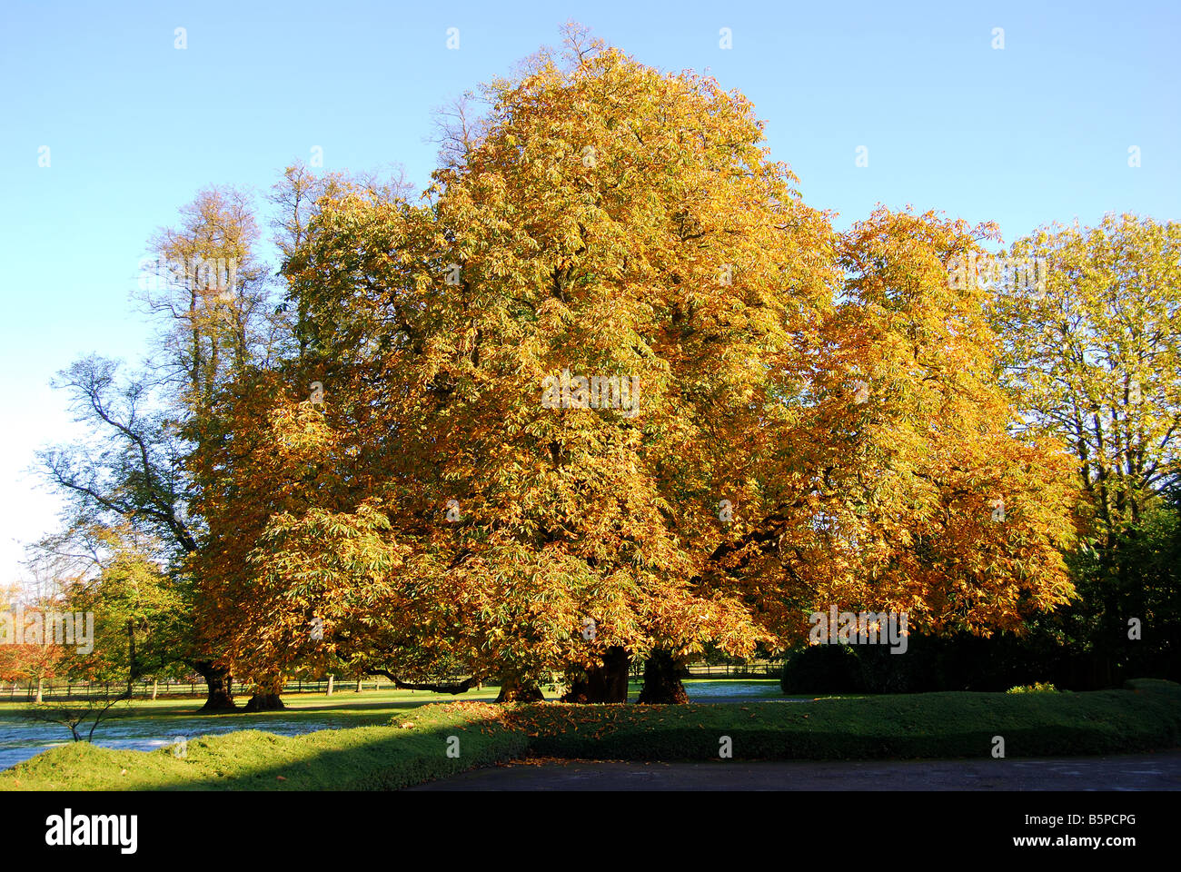 Chestnut tree autumn colours hi-res stock photography and images - Alamy