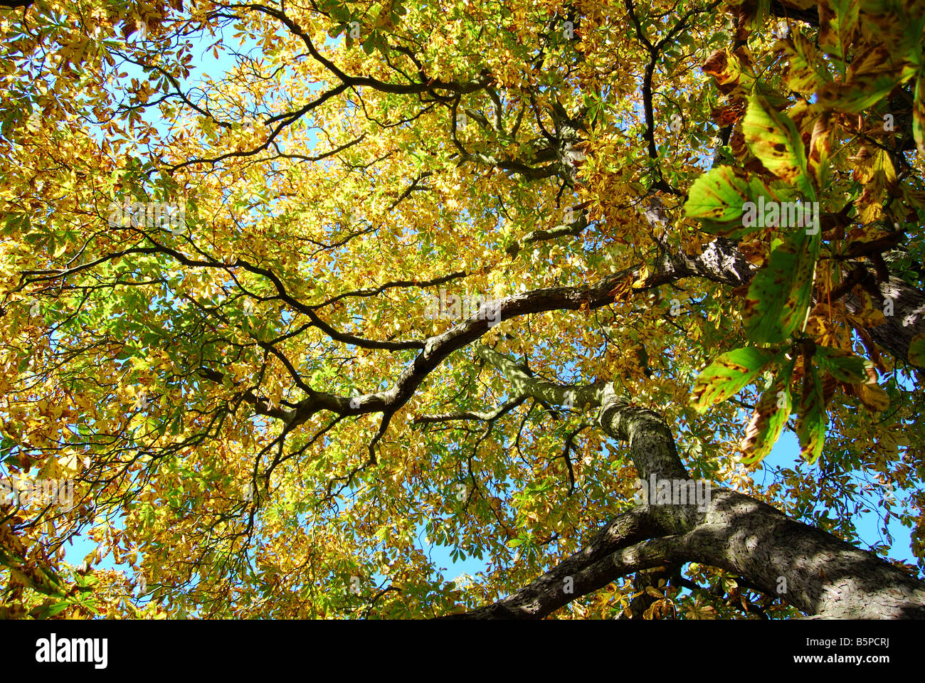 Horse-Chestnut tree in autumn, Virginia Water, Surrey, England, United ...