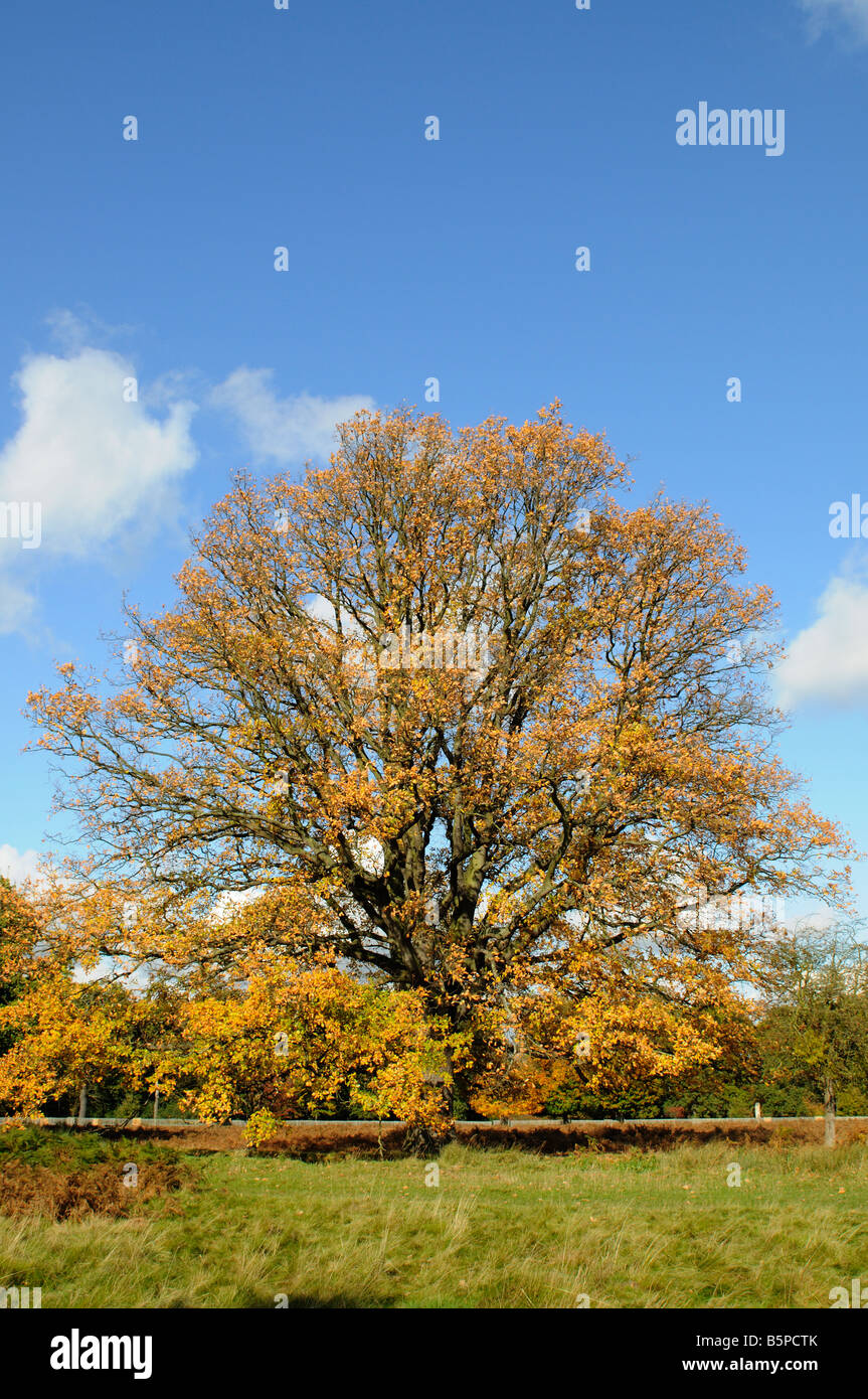 Oak tree Bushy Park Middlesex UK Stock Photo - Alamy