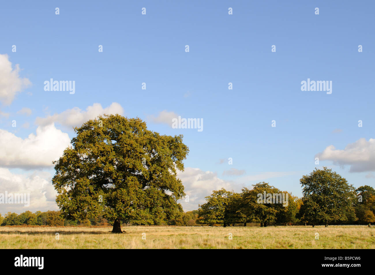 Royal oak tree hi-res stock photography and images - Alamy